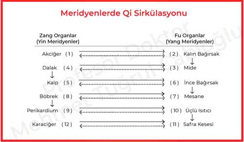GELENEKSEL ÇİN TIBBINDA ORGAN VE MERİDYENLER | Akupunktur Eğitimi