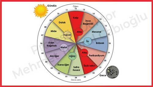 GELENEKSEL ÇİN TIBBINDA ORGAN VE MERİDYENLER | Akupunktur Eğitimi